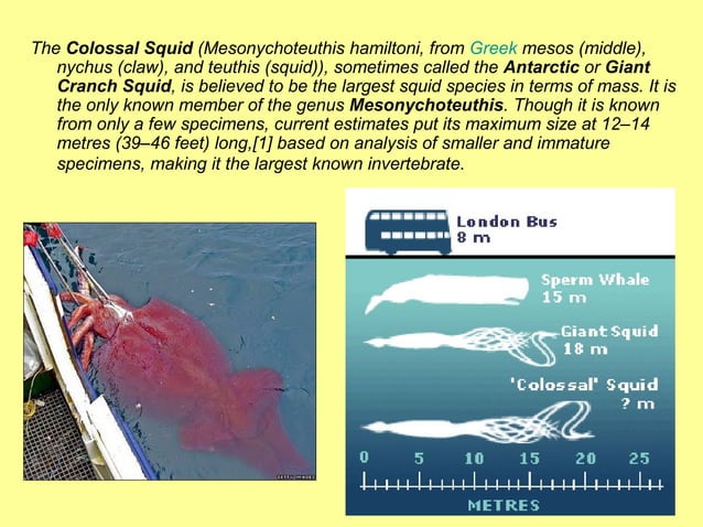 Mollusks & annelid worms | PPT