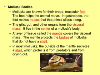 Mollusks & annelid worms | PPT | Biological Sciences | Science