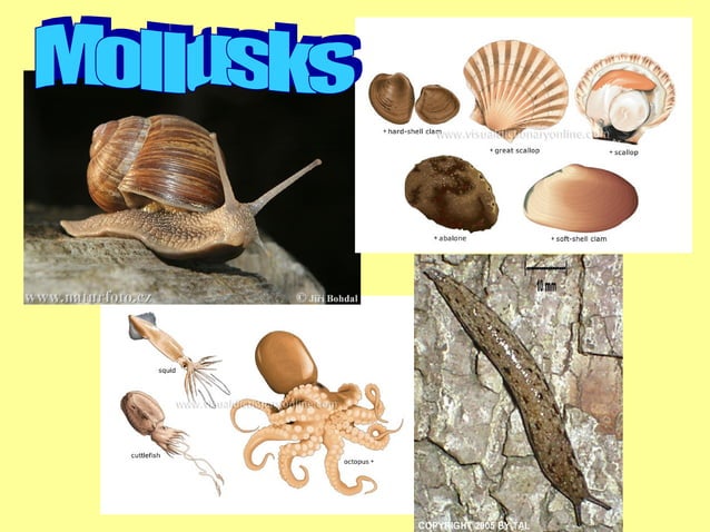 Mollusks & annelid worms | PPT
