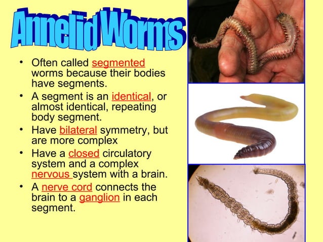 Mollusks & annelid worms | PPT