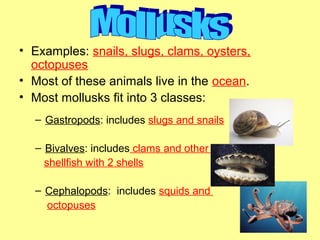 Pictures Of Mollusks