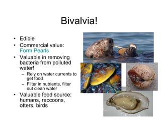 Mollusks bivalves:gastro | PPT