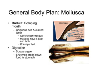 In Slide Radula In Molluscs