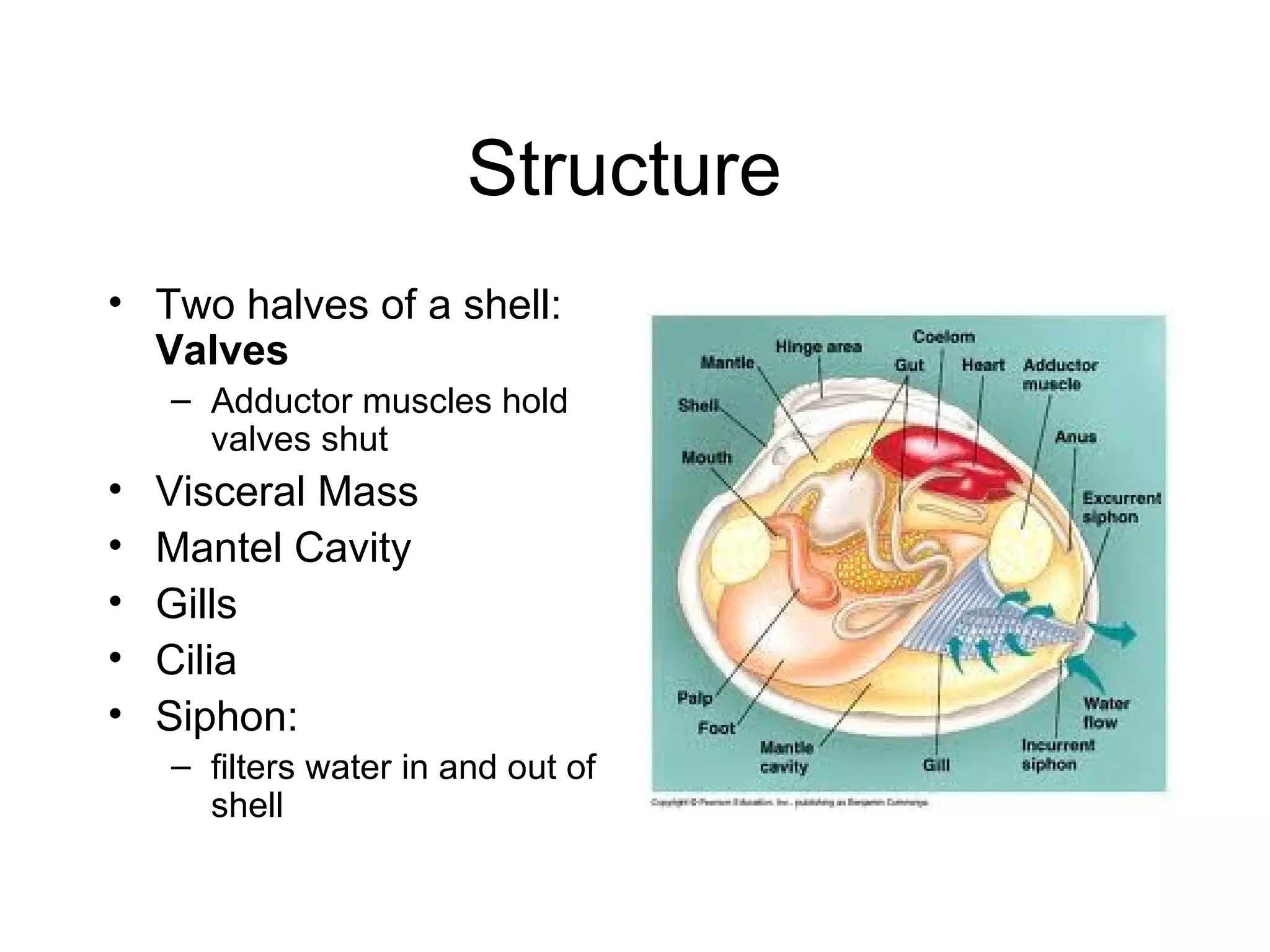 Mollusks bivalves:gastro | PPT