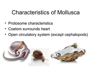 Mollusks bivalves:gastro | PPT