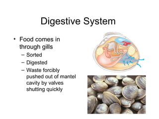 Mollusks bivalves:gastro | PPT