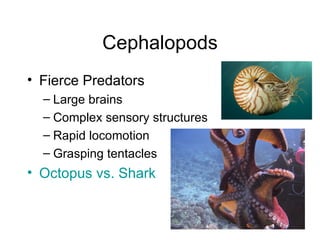 Mollusks bivalves:gastro:cepha marine | PPT