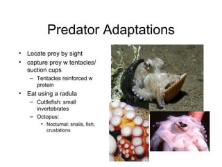 Mollusks bivalves:gastro:cepha marine | PPT