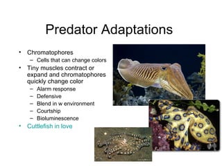 Mollusks bivalves:gastro:cepha marine | PPT