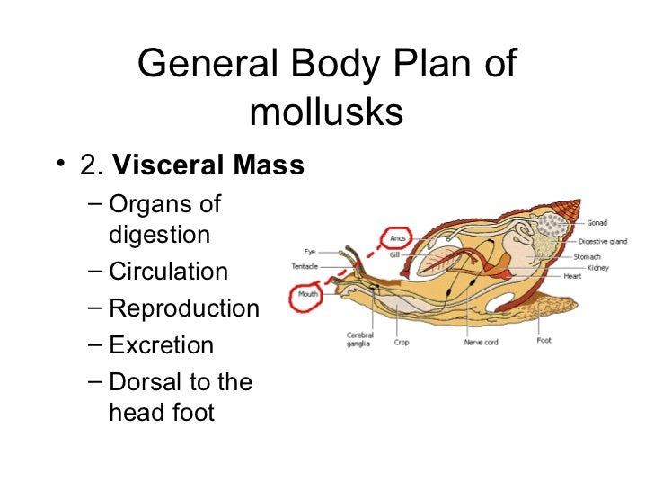 Mollusks bivalves:gastro:cepha marine