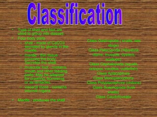 Mollusca | PPT