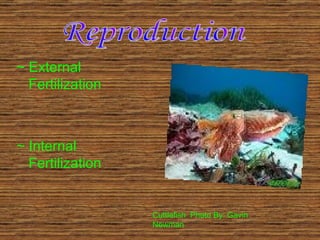Mollusca | PPT