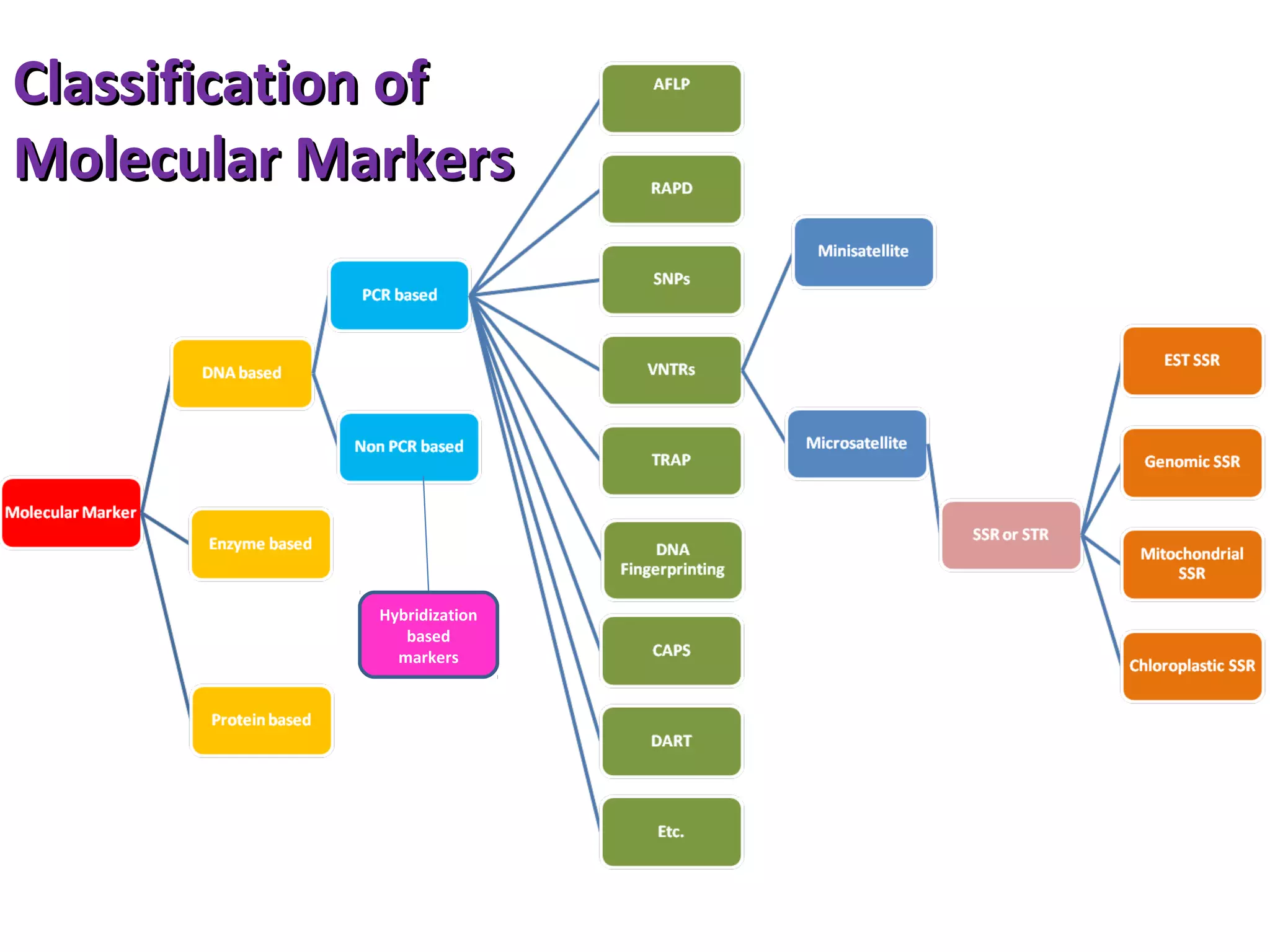 Molecular Markers, their application in crop improvement | PPT