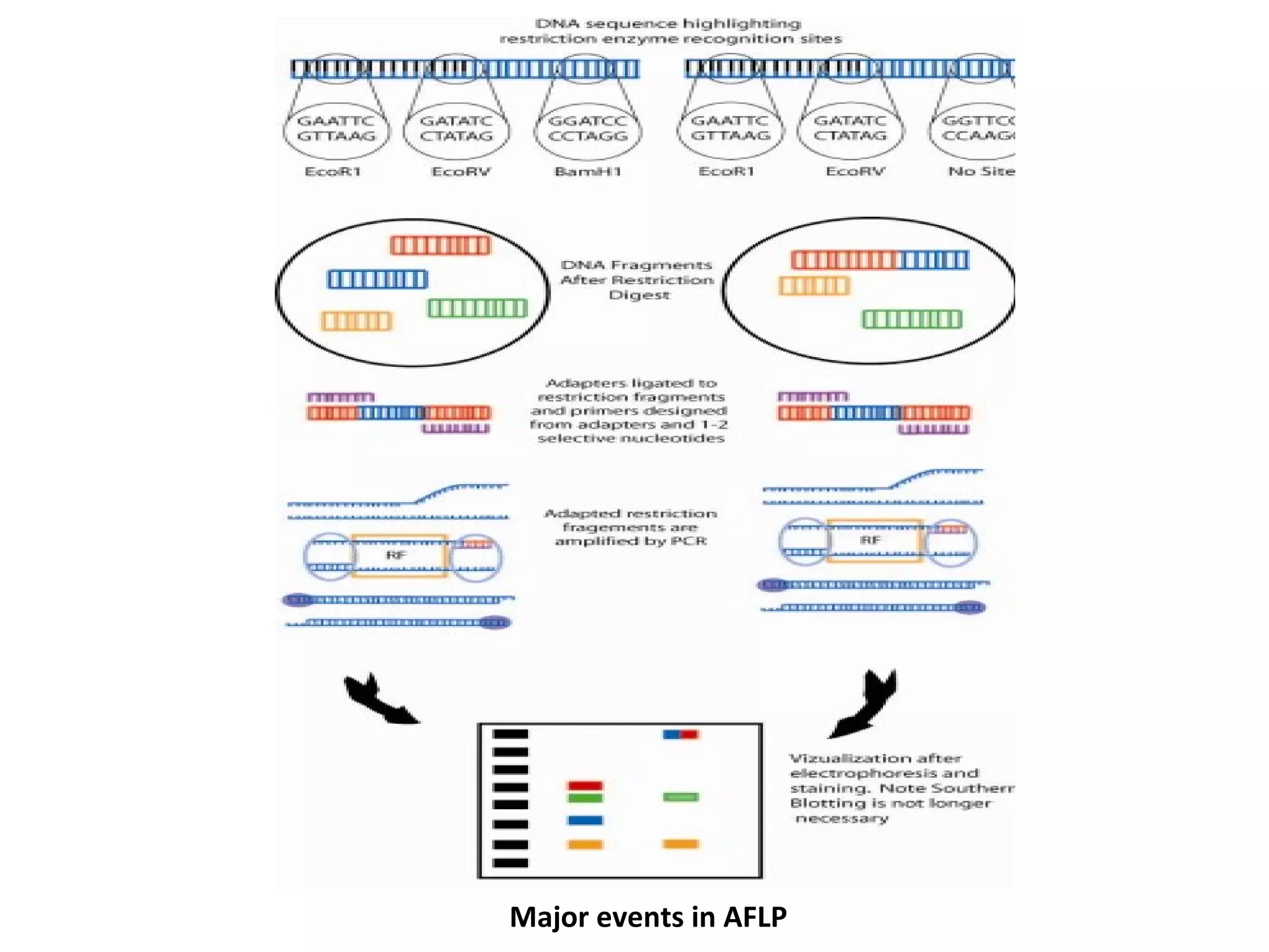 Molecular Markers Their Application In Crop Improvement Ppt