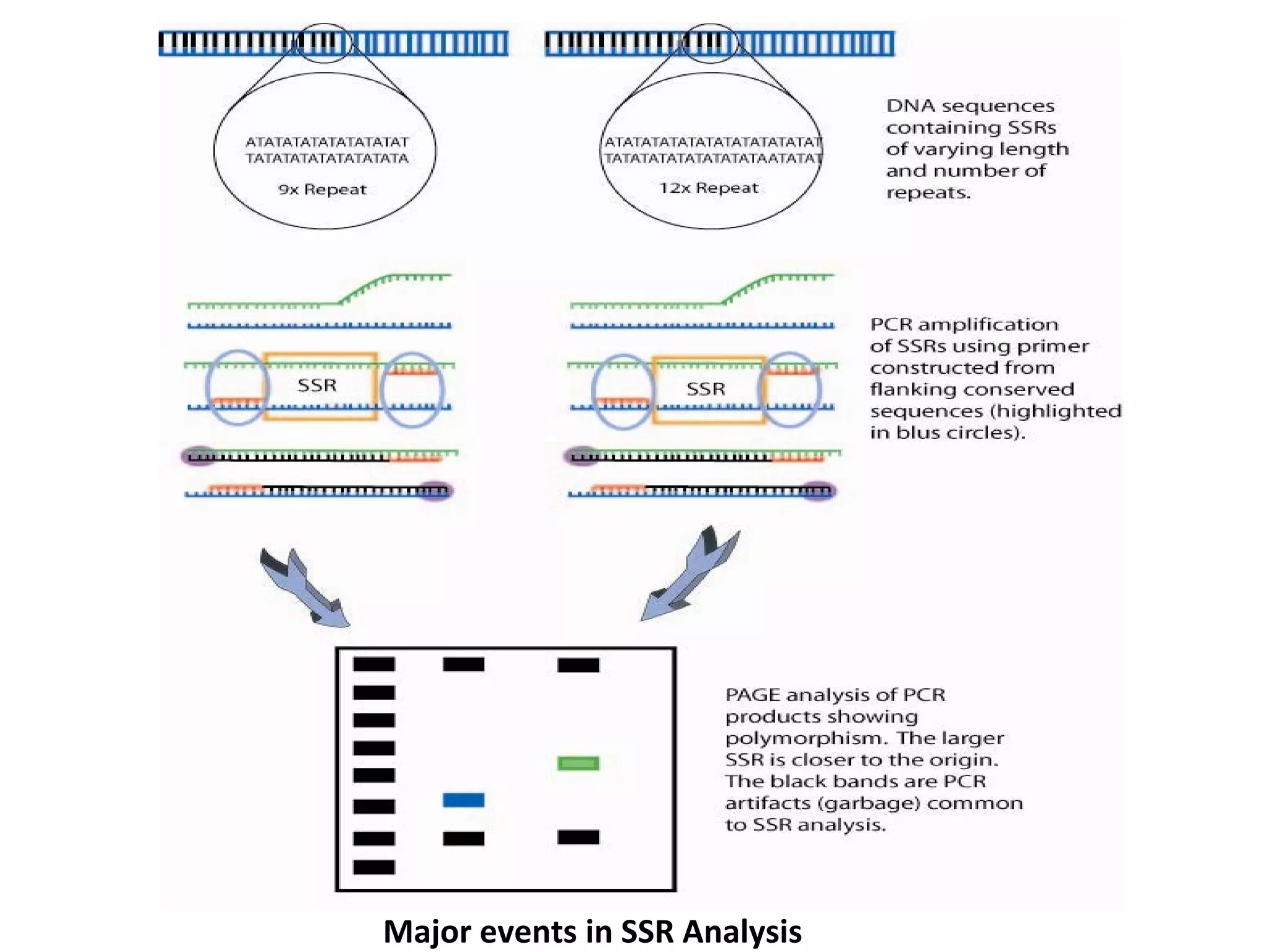 Molecular Markers Their Application In Crop Improvement Ppt