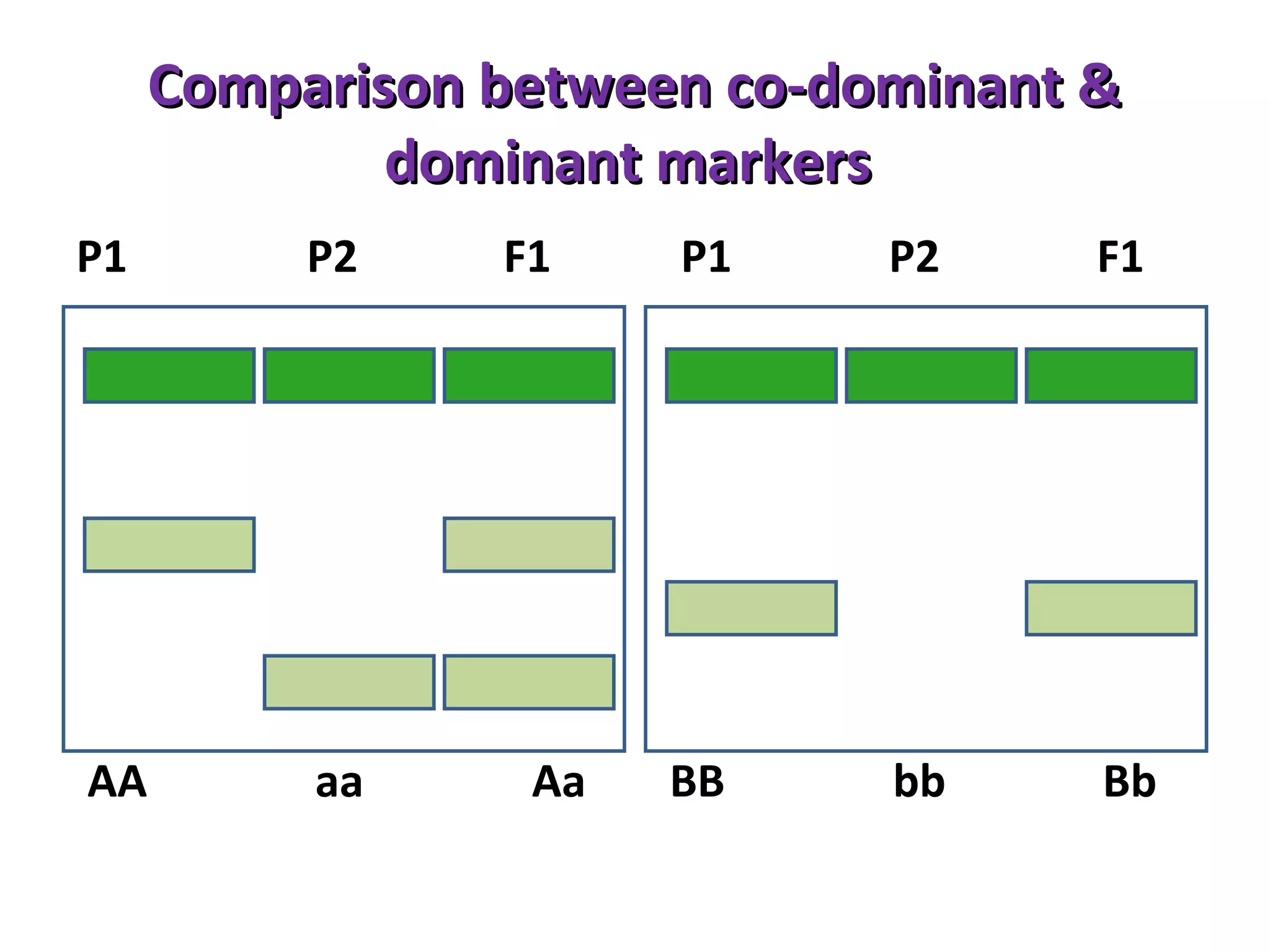 Molecular Markers, their application in crop improvement | PPT