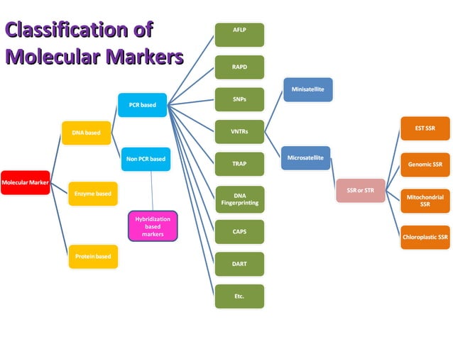 Molecular Markers, their application in crop improvement | PPT
