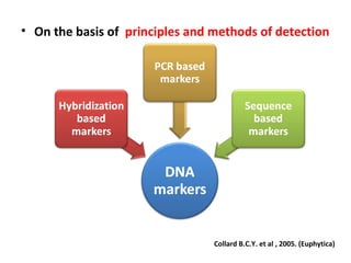 Molecular Markers, their application in crop improvement | PPT