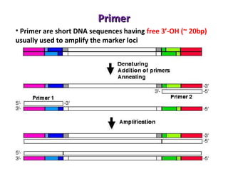 Molecular Markers, their application in crop improvement | PPT