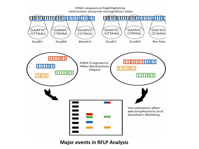 Molecular Markers Their Application In Crop Improvement