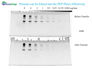PEP Functional Proteomics Technology | PPT