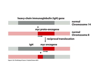 Oncogenesis is due to uncontrolled cell growth | PPT