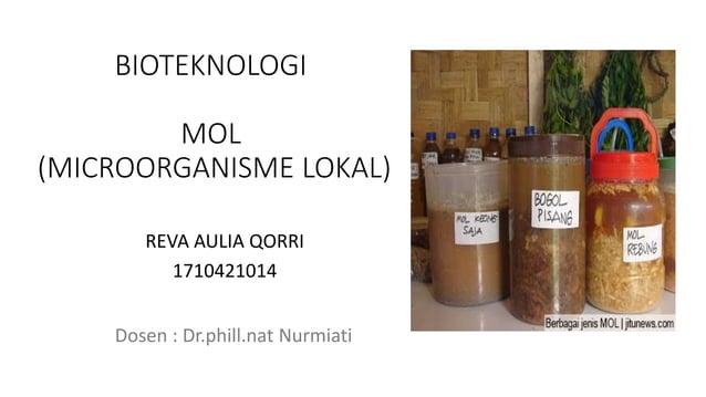 MOL_Reva Aulia Qorri_1710421014.pptx