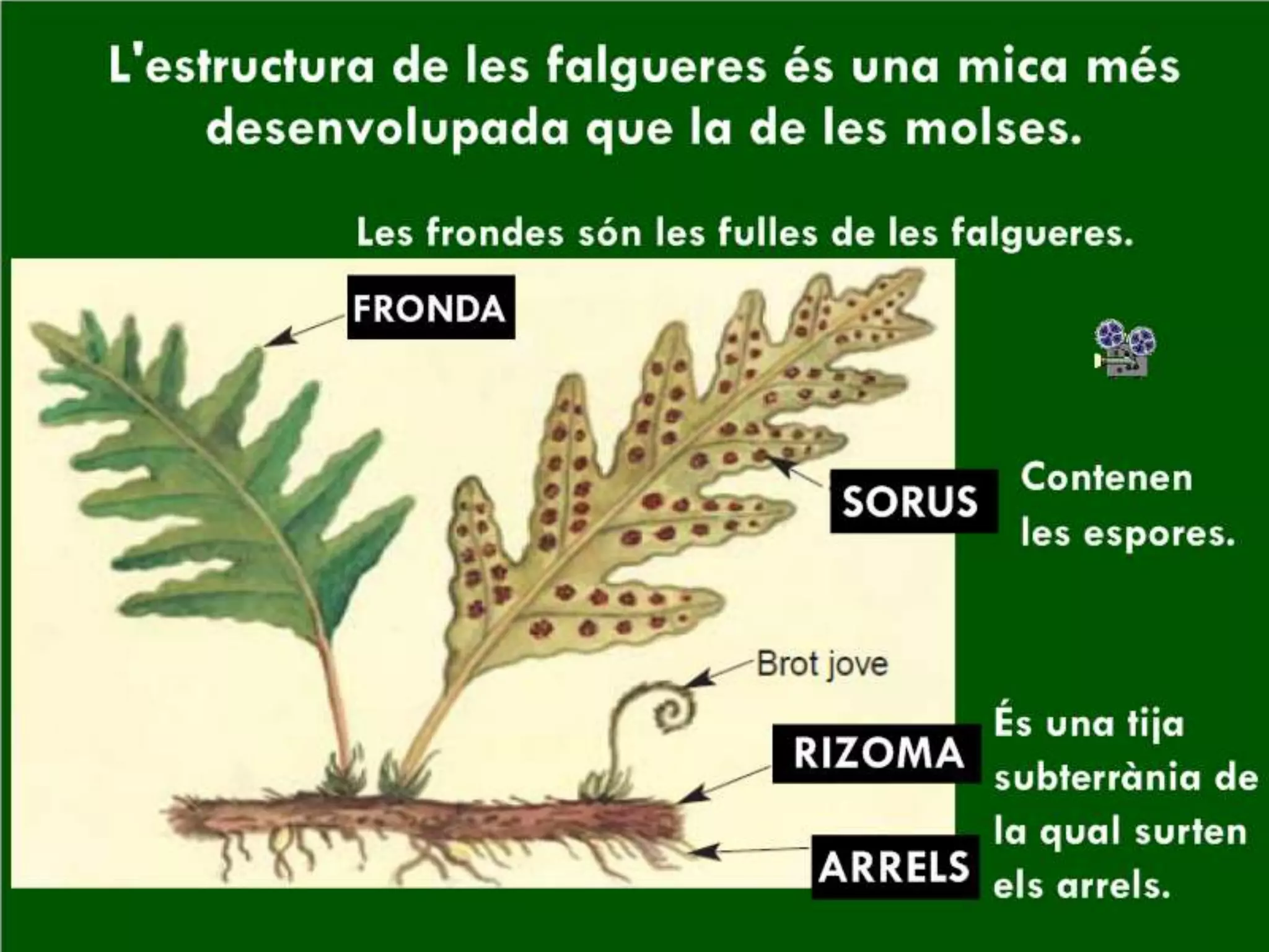 Molses i falgueres | PPTX