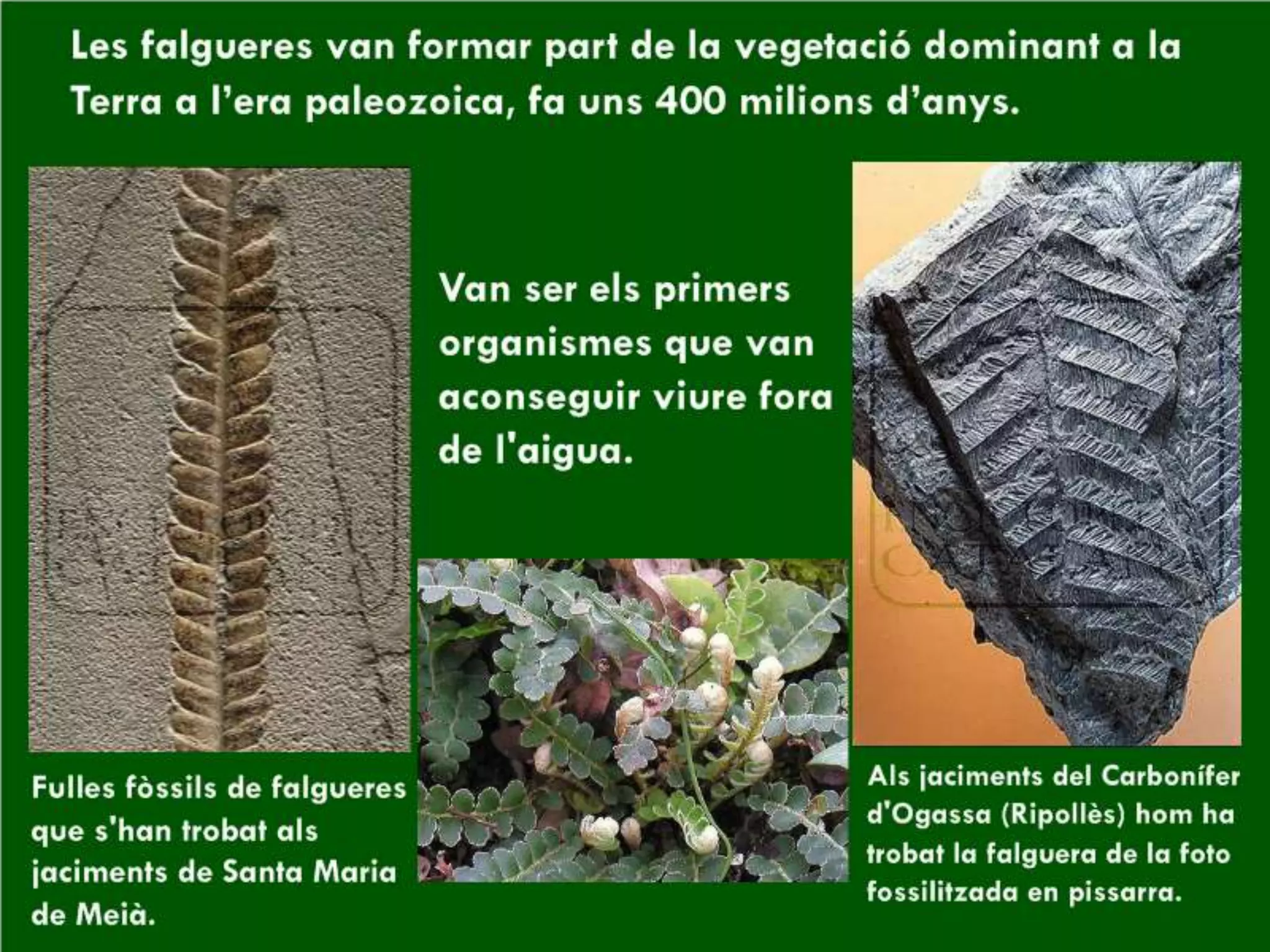 Molses i falgueres | PPTX