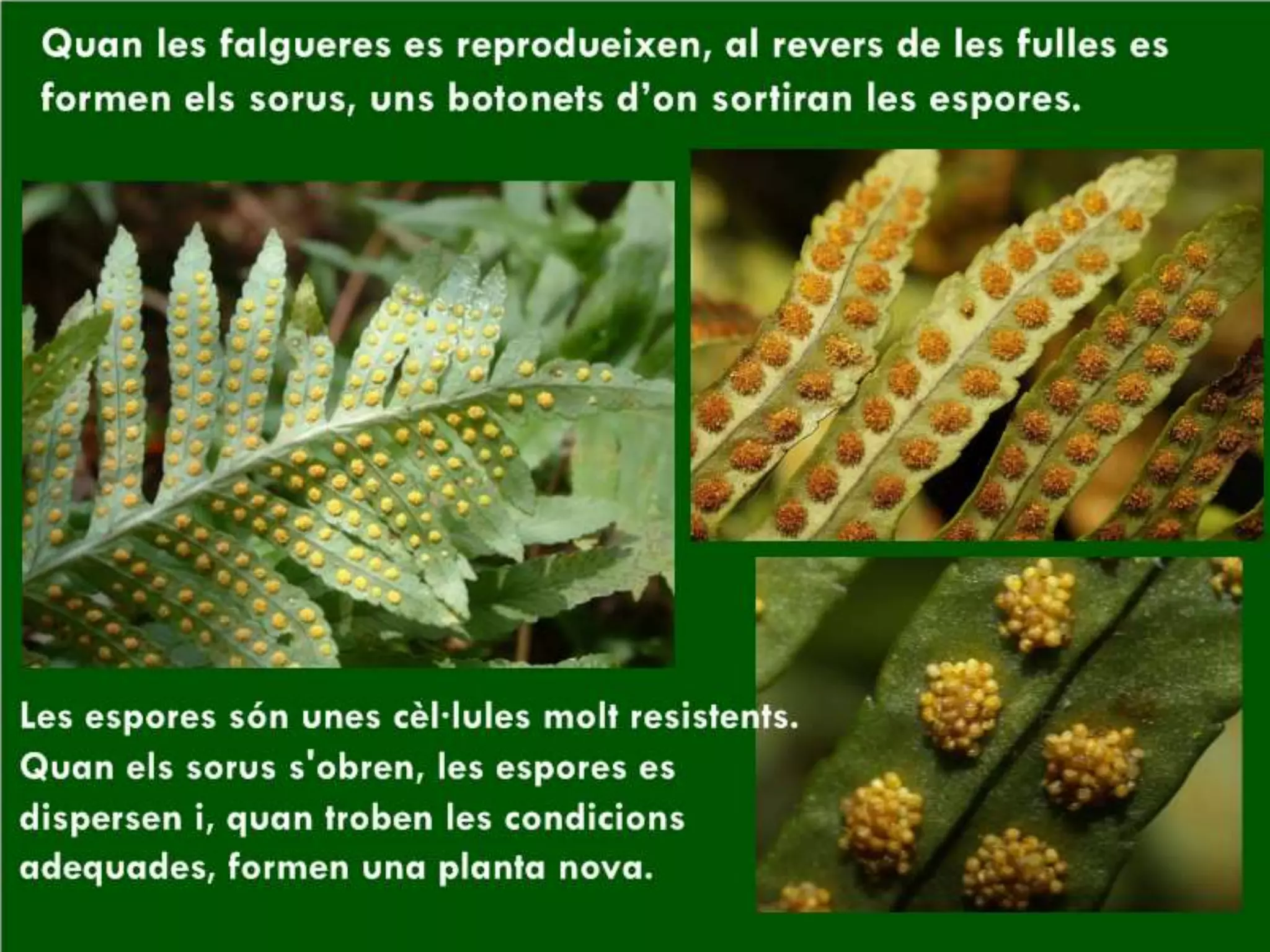 Molses i falgueres | PPTX