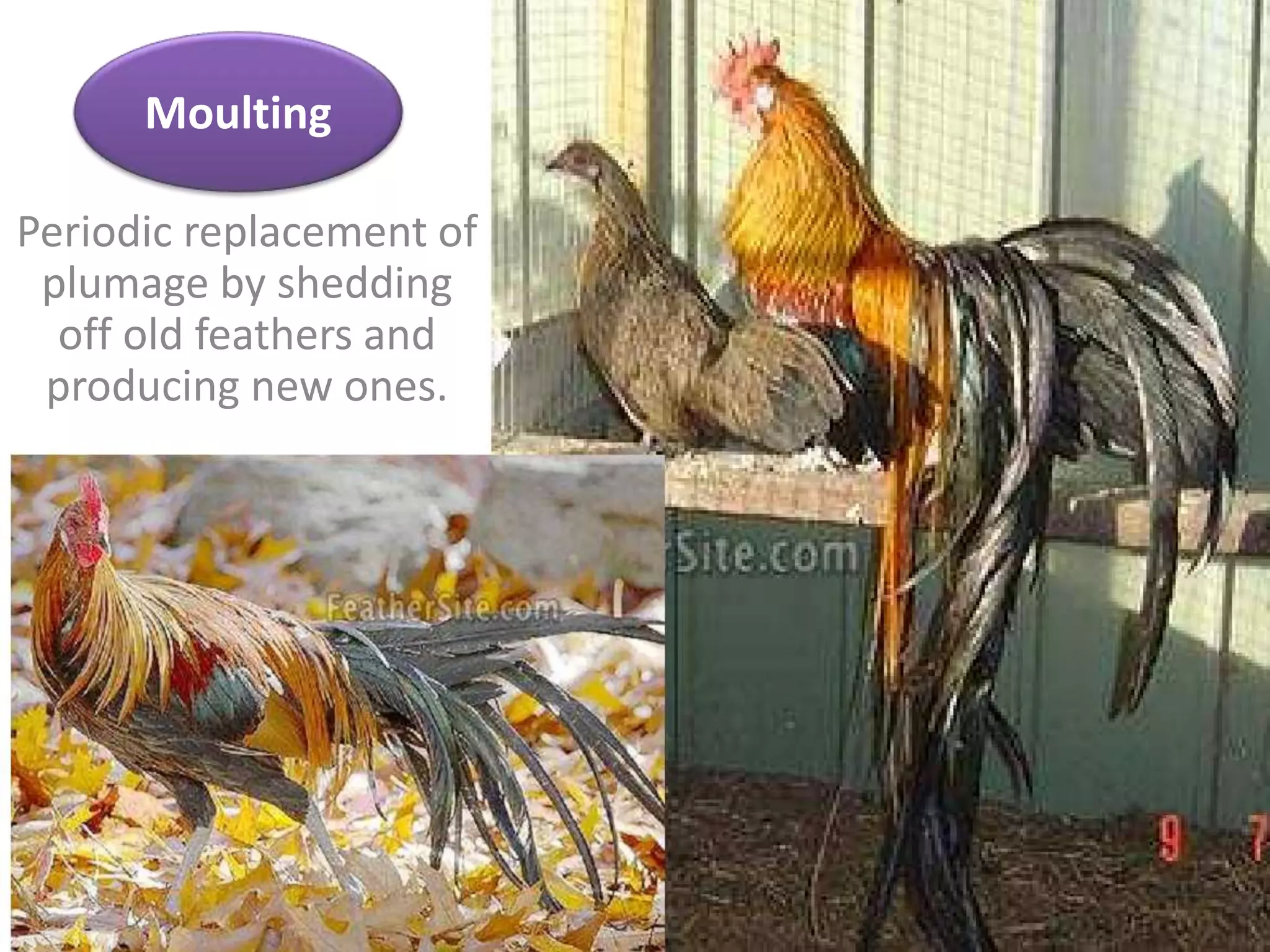 Moulting of hens by Dr.Muhammad Ashiq Toor | PPTX