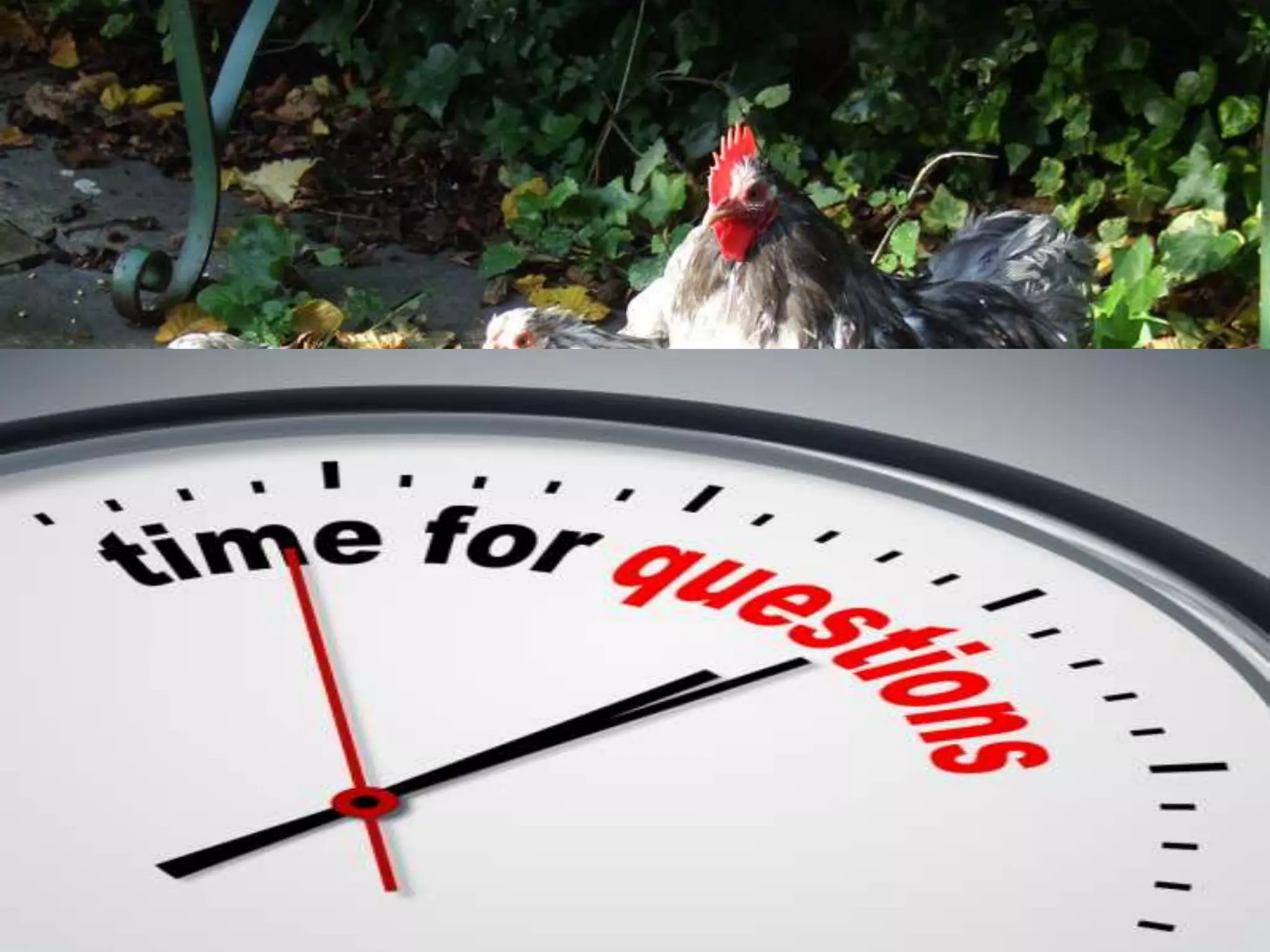 Moulting of hens by Dr.Muhammad Ashiq Toor | PPTX