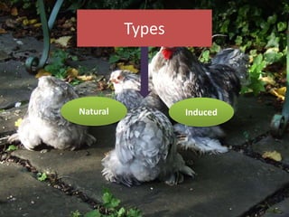 Moulting of hens by Dr.Muhammad Ashiq Toor | PPTX