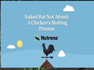 Moulting of hens by Dr.Muhammad Ashiq Toor | PPTX