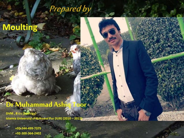 Moulting of hens by Dr.Muhammad Ashiq Toor | PPT
