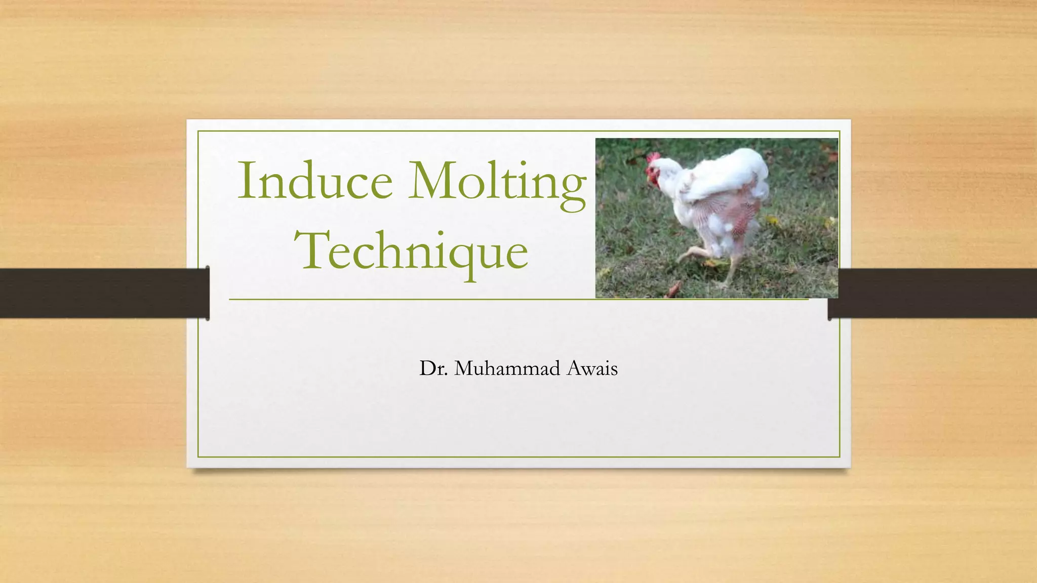 Molting of lying hens | PPTX