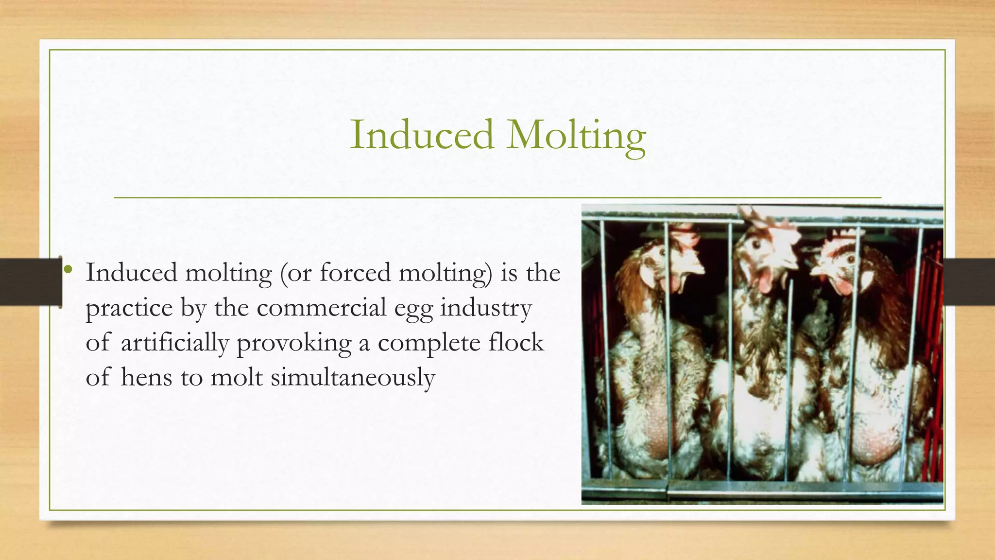 Molting of lying hens | PPTX