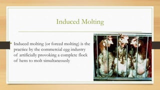 Molting of lying hens | PPT