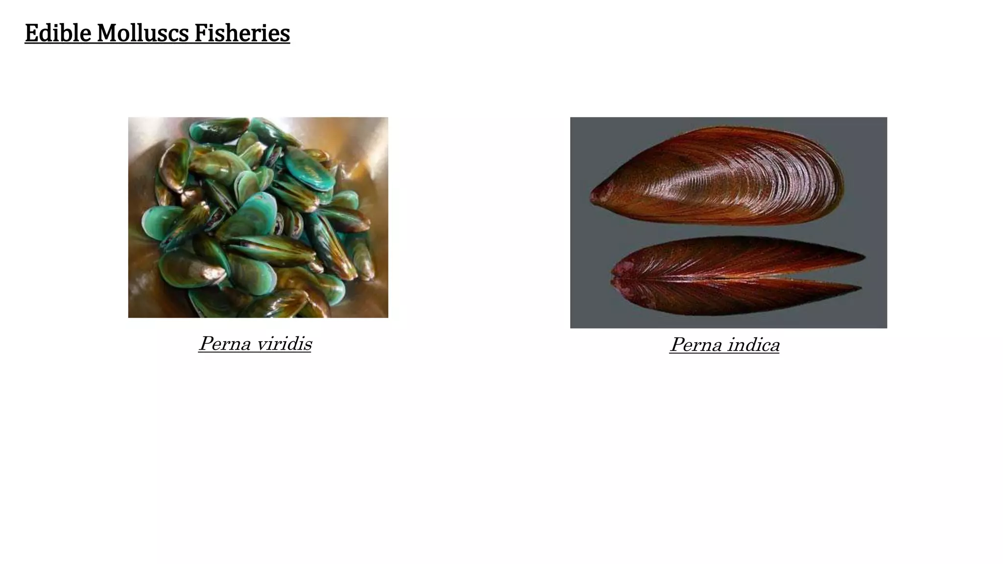 Molluscan fisheries | PPTX