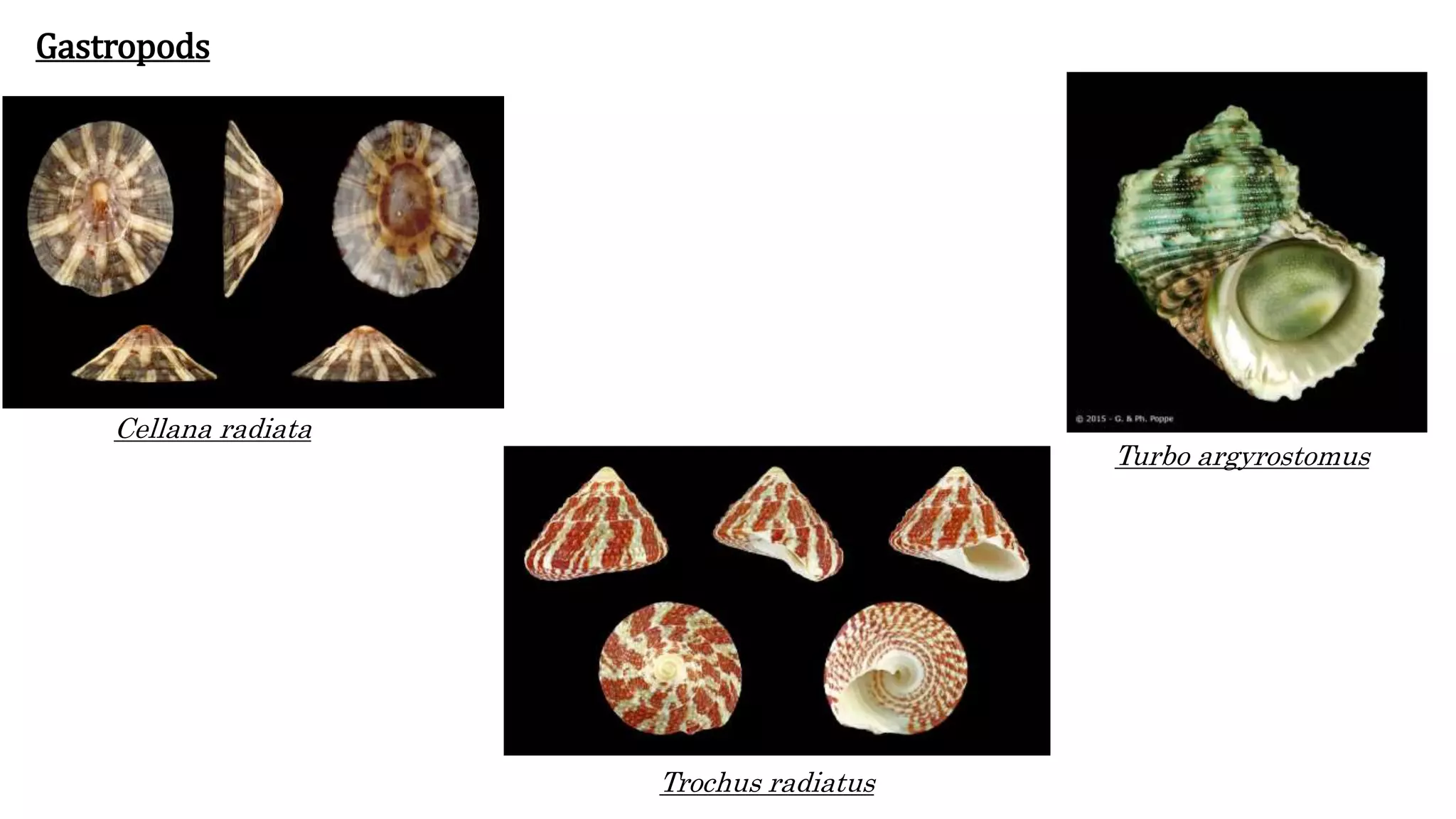 Molluscan fisheries | PPTX