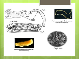Moluscos | PPT