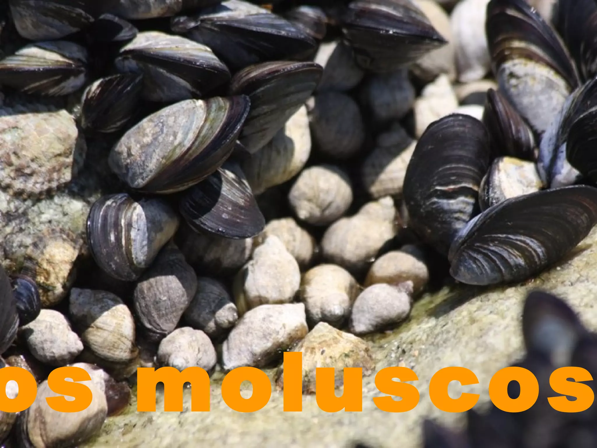 Moluscos | PPT