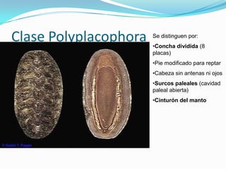 Moluscos | PPT