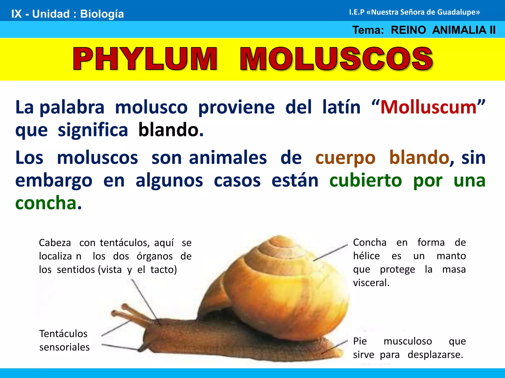 Moluscos | PPT