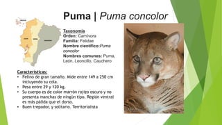 Diversidad de mamíferos | PPTX | Geography | Science