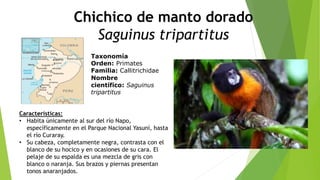 Diversidad de mamíferos | PPTX