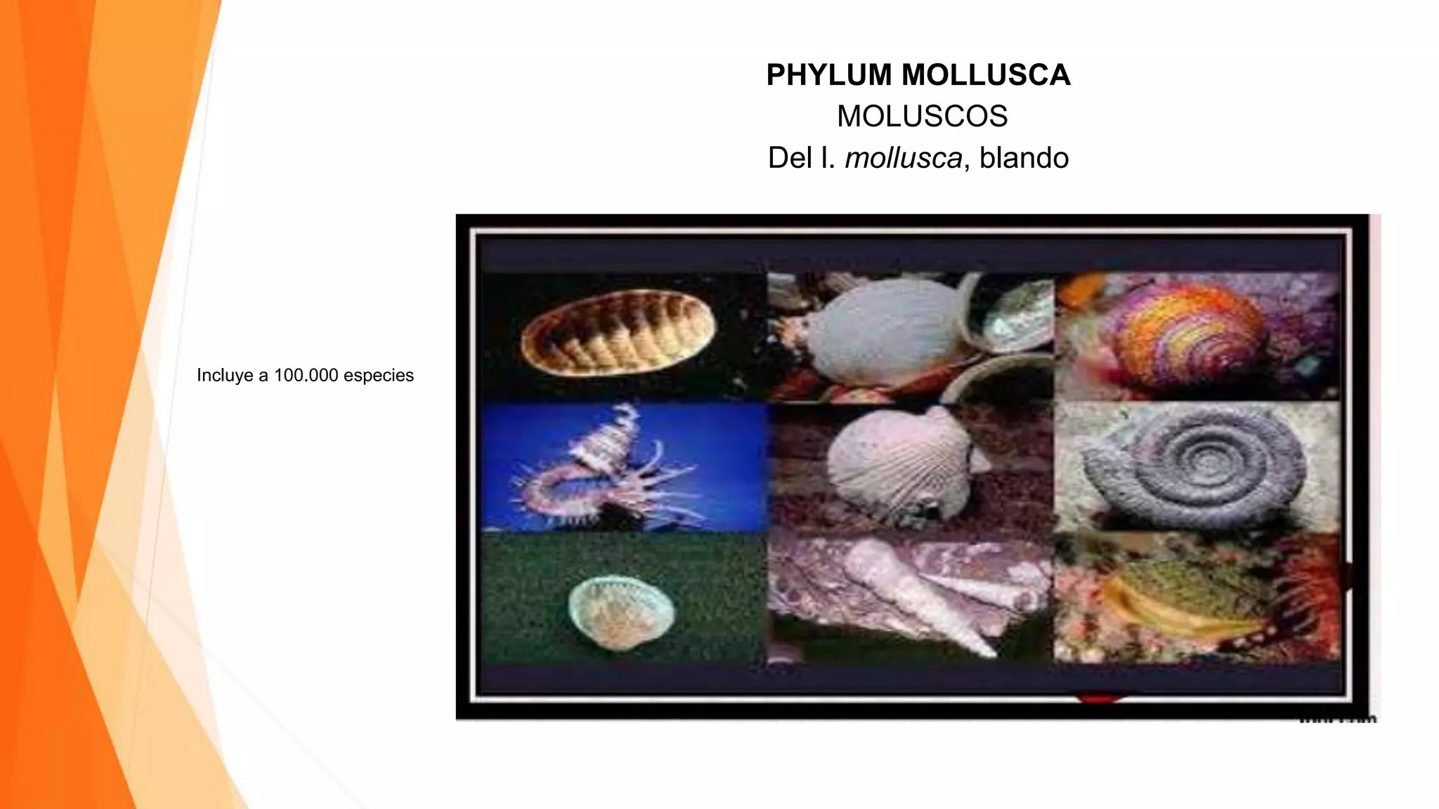 Moluscos | PPT
