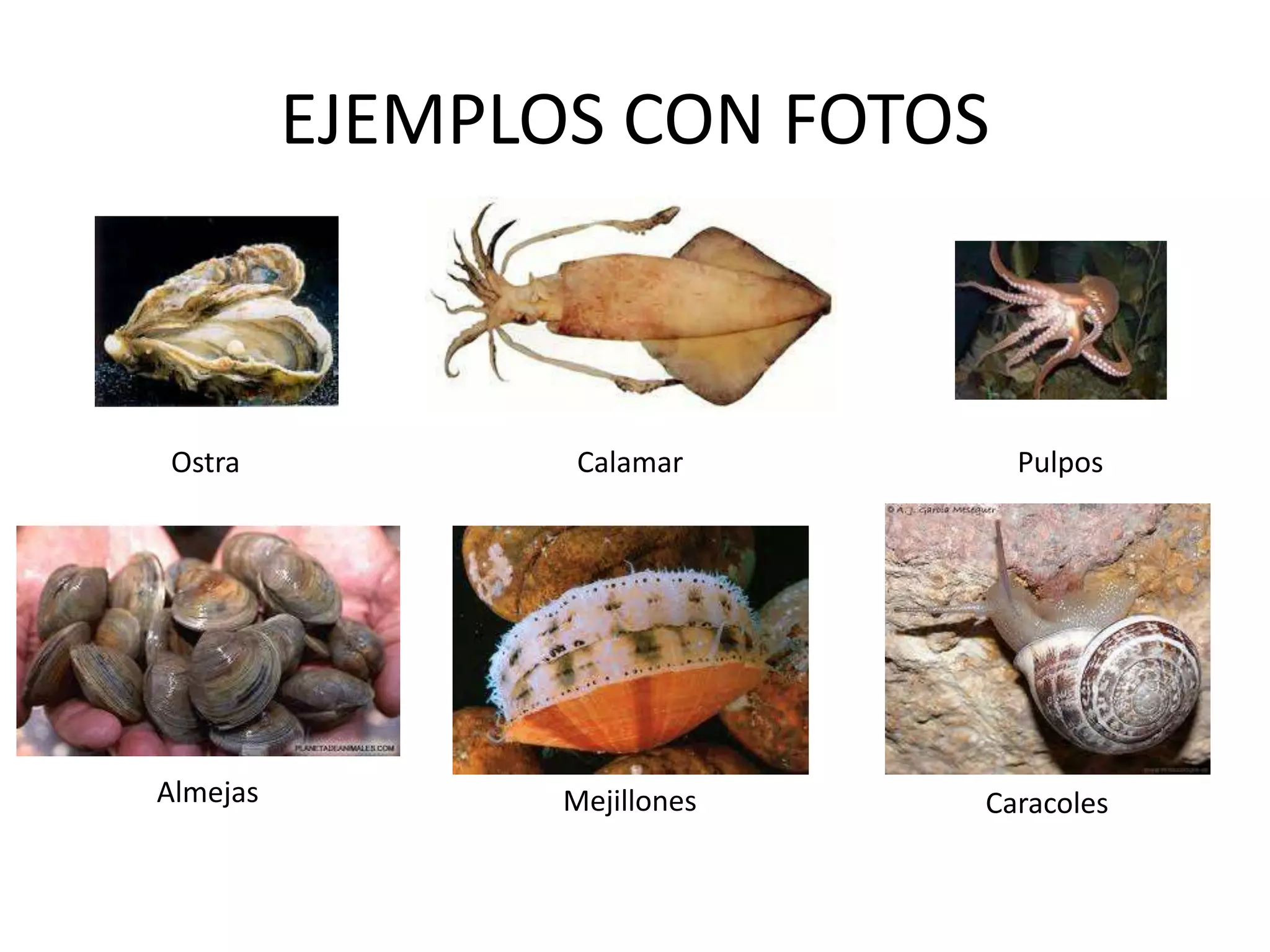 MOLUSCOS.pptx