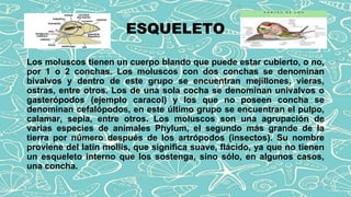 PRESENTACION SOBRE INFORMACION DE MOLUSCOS.pptx