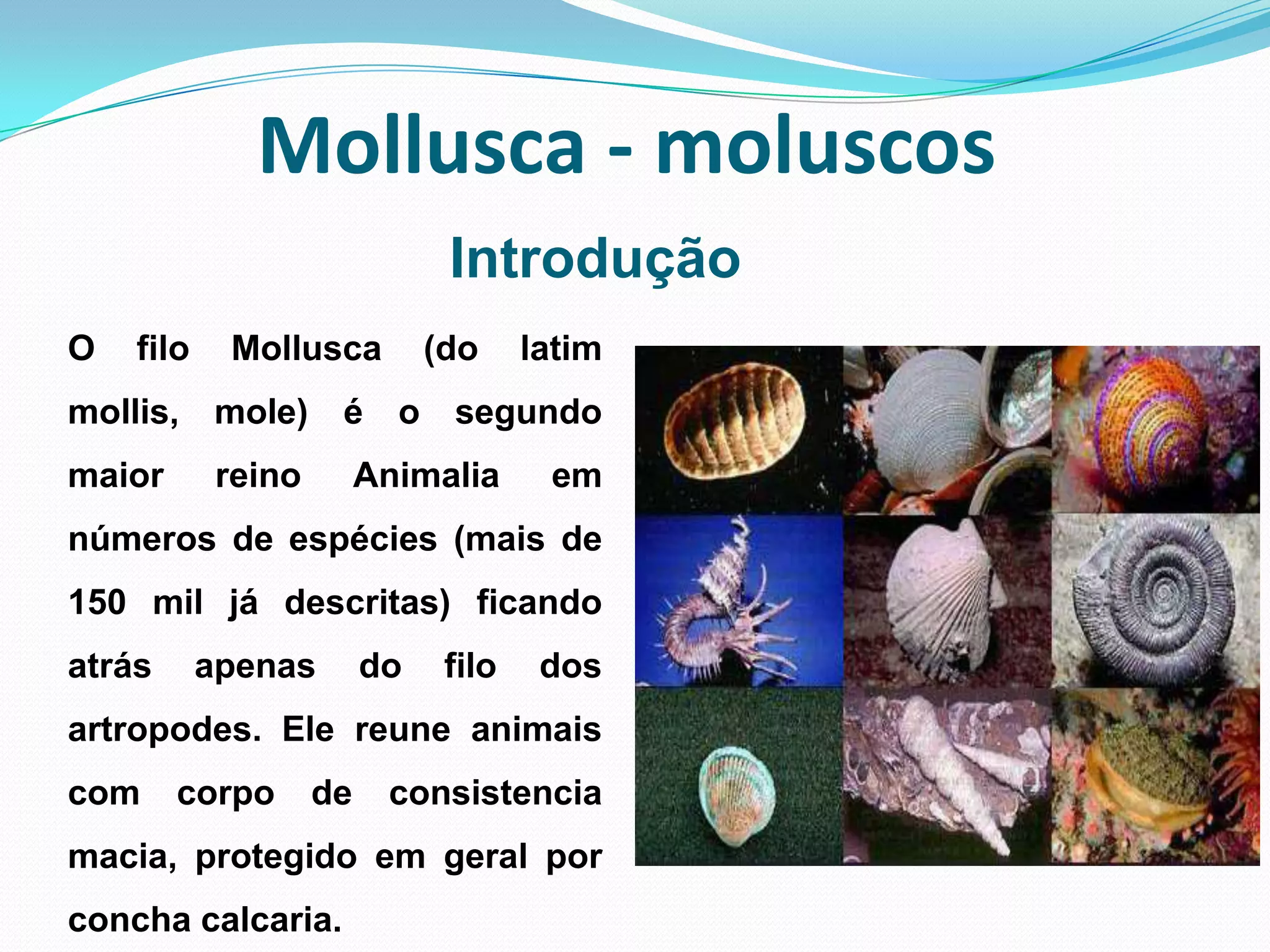 Moluscos caracteristicas gerais | PPT